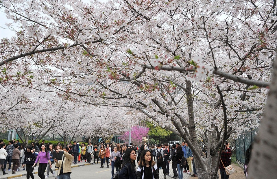 10 Reasons to Pursue Master of Global Management at Tongji-SEM in China ...